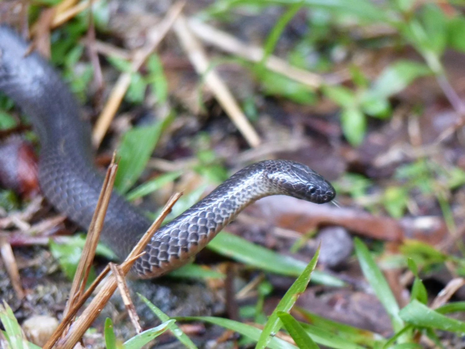Eastern Small-eyed Snake — Murwillumbah Snake Catchers