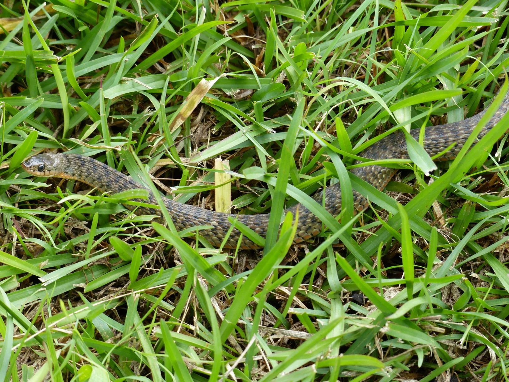 Keelback Snake — Murwillumbah Snake Catchers