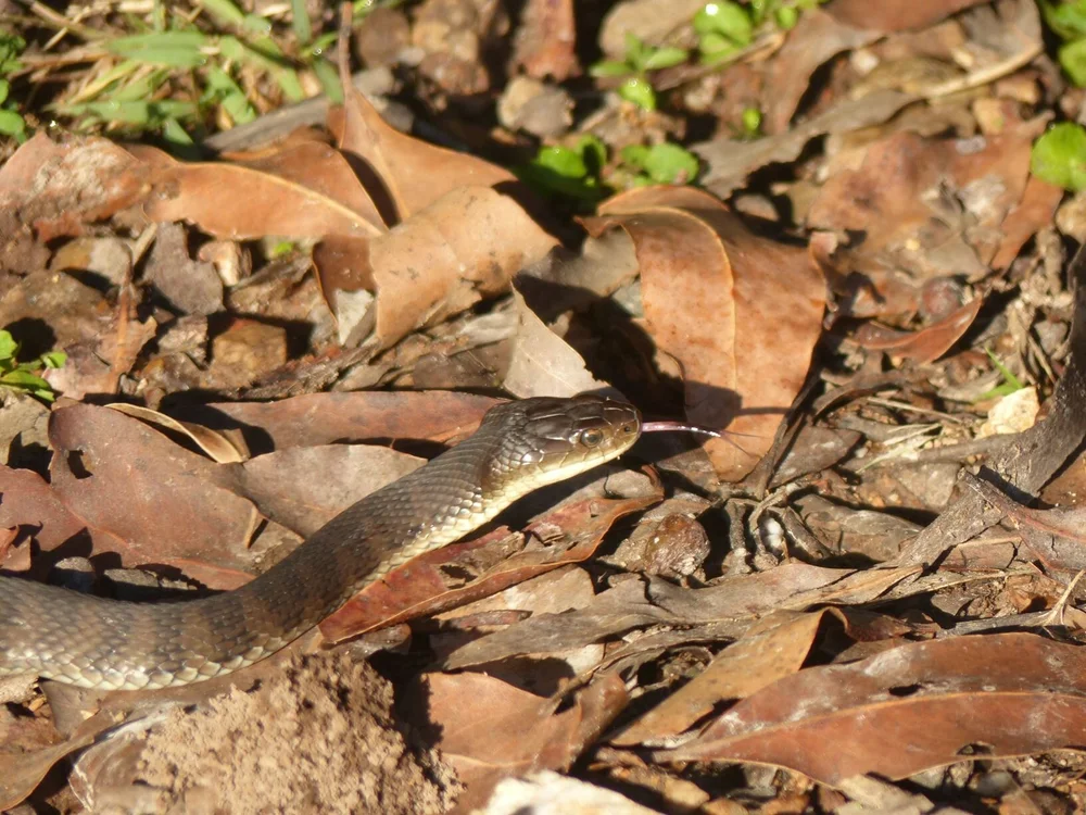 Rough-scaled Snake — Murwillumbah Snake Catchers