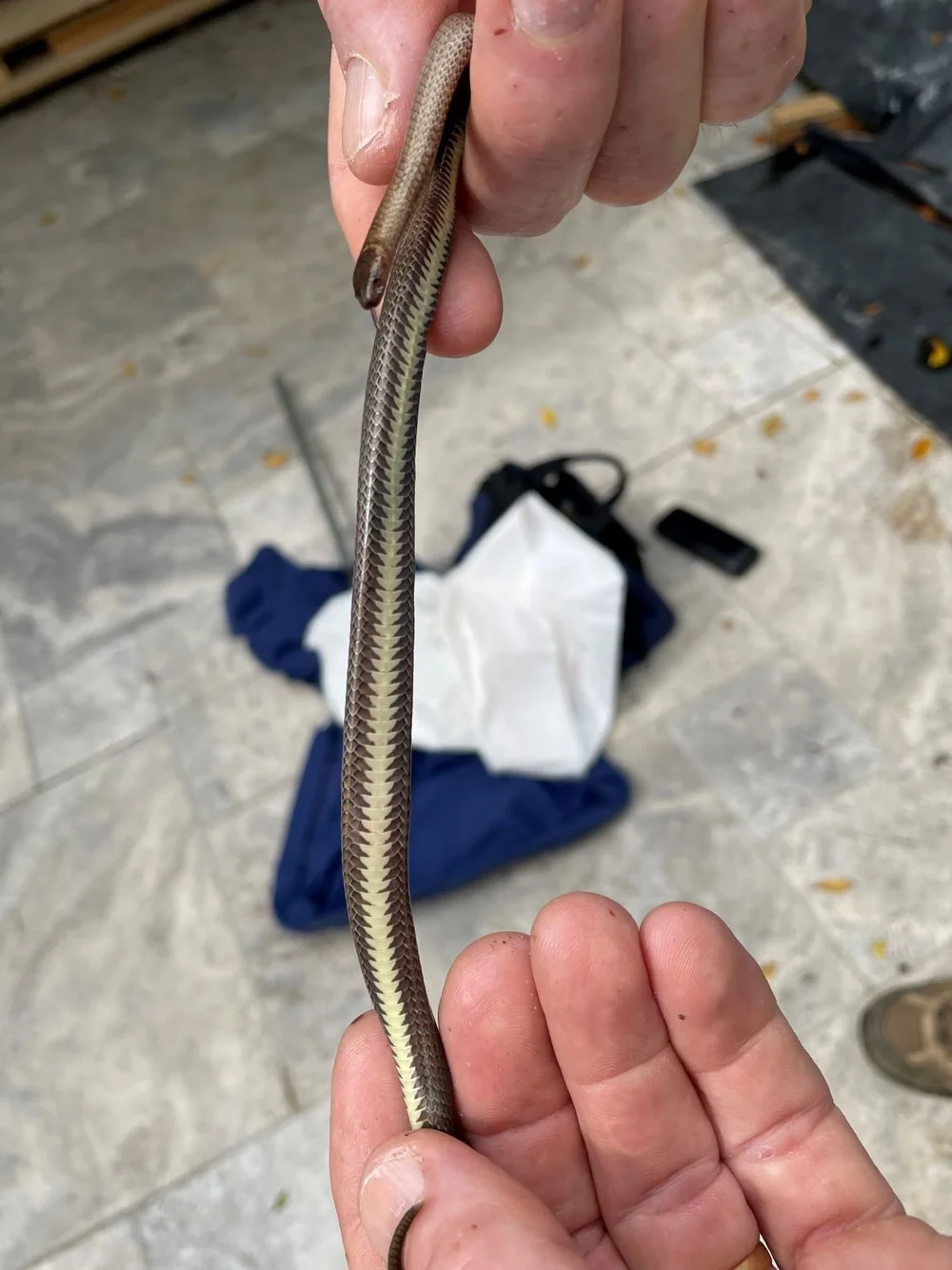 Southern Dwarf Crowned Snake — Murwillumbah Snake Catchers