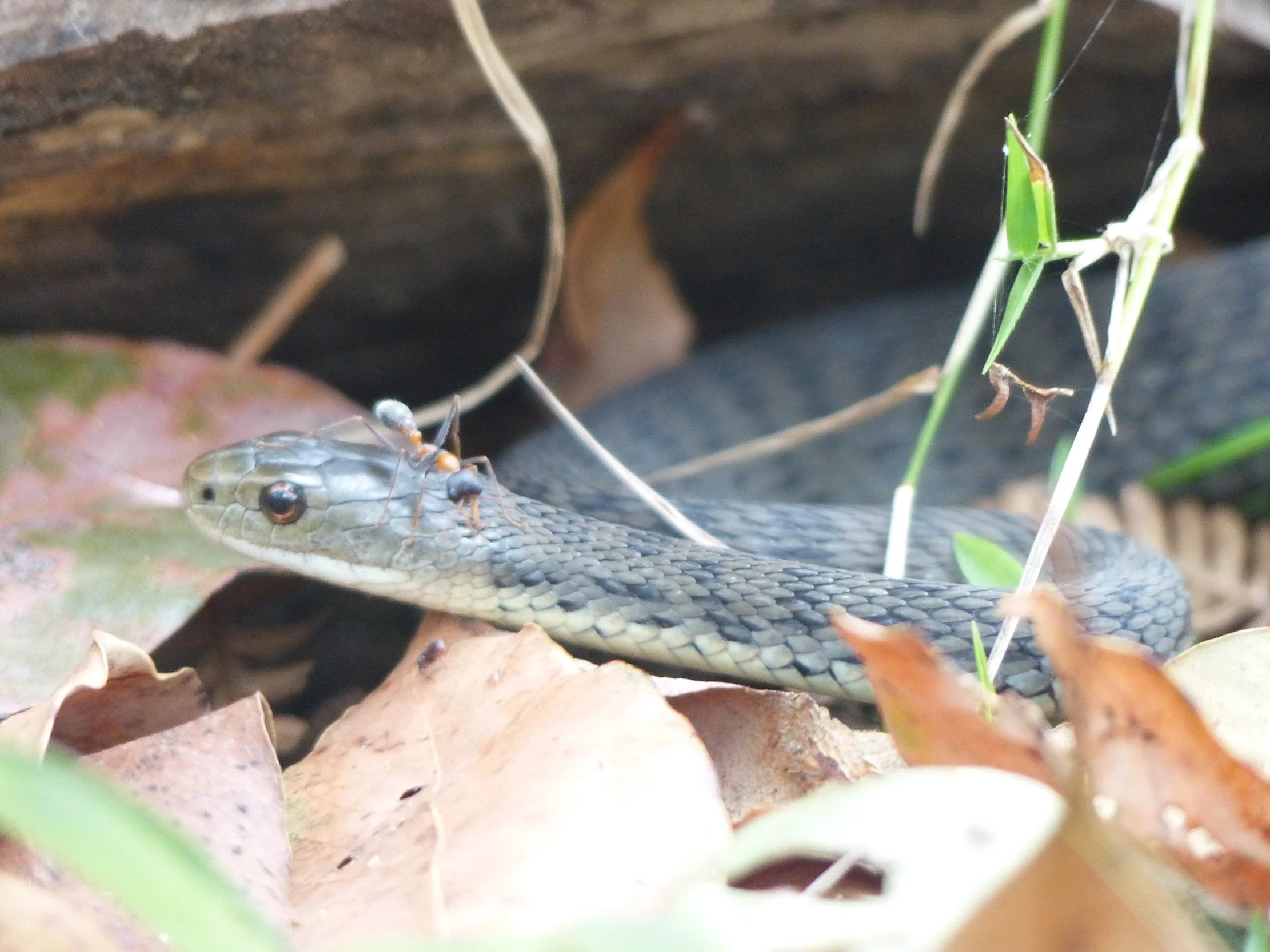Rough-scaled Snake — Murwillumbah Snake Catchers