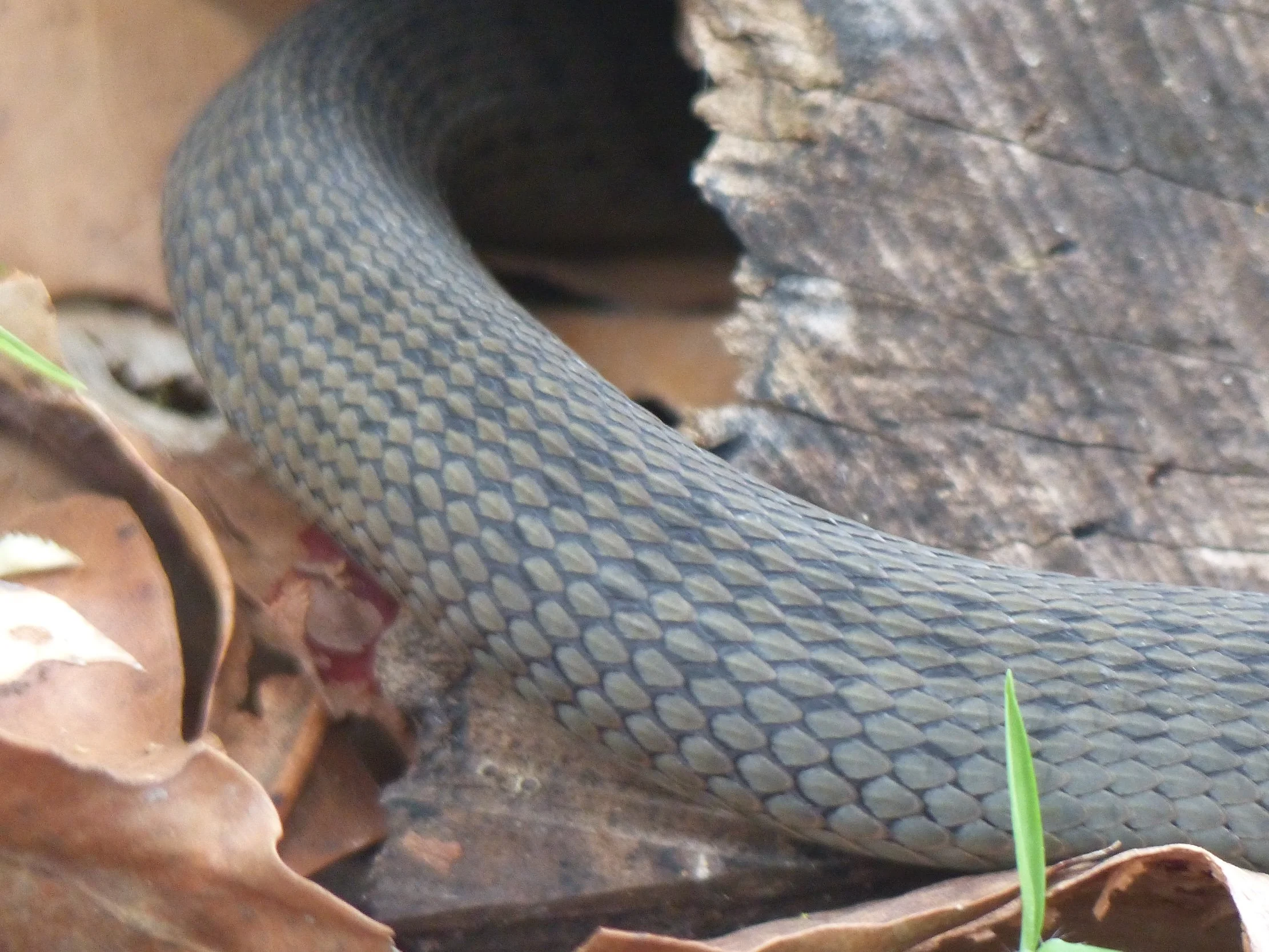 Rough-scaled Snake — Murwillumbah Snake Catchers