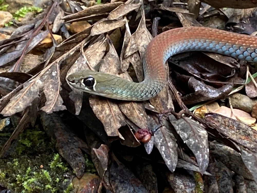 Yellow-faced Whipsnake — Murwillumbah Snake Catchers