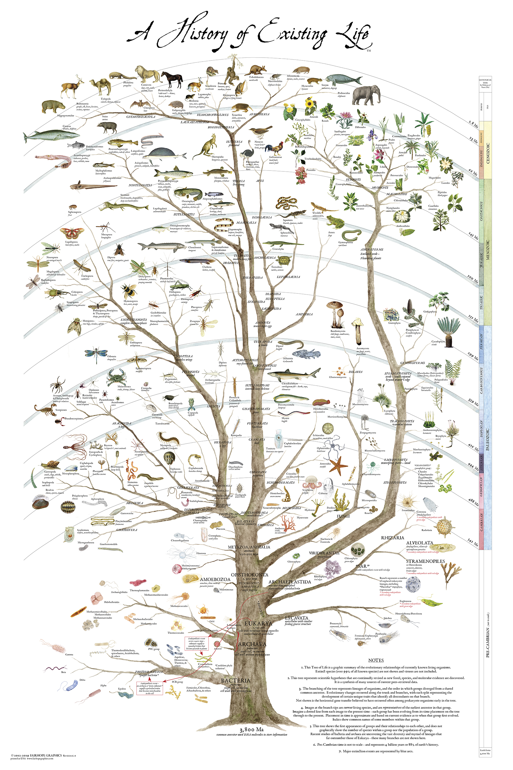 Tree Of Life Evolution Timeline