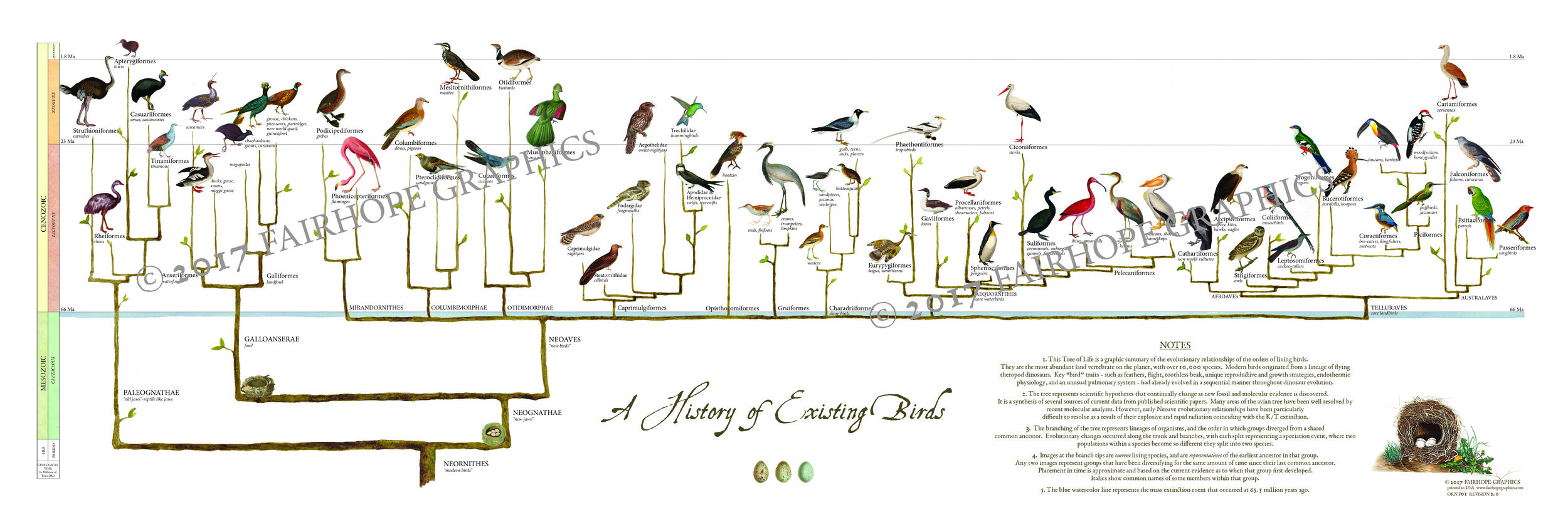 A History of Existing Birds — Fairhope Graphics - Evolutionary Trees ... A History of Existing Birds — Fairhope Graphics - Evolutionary Trees ...