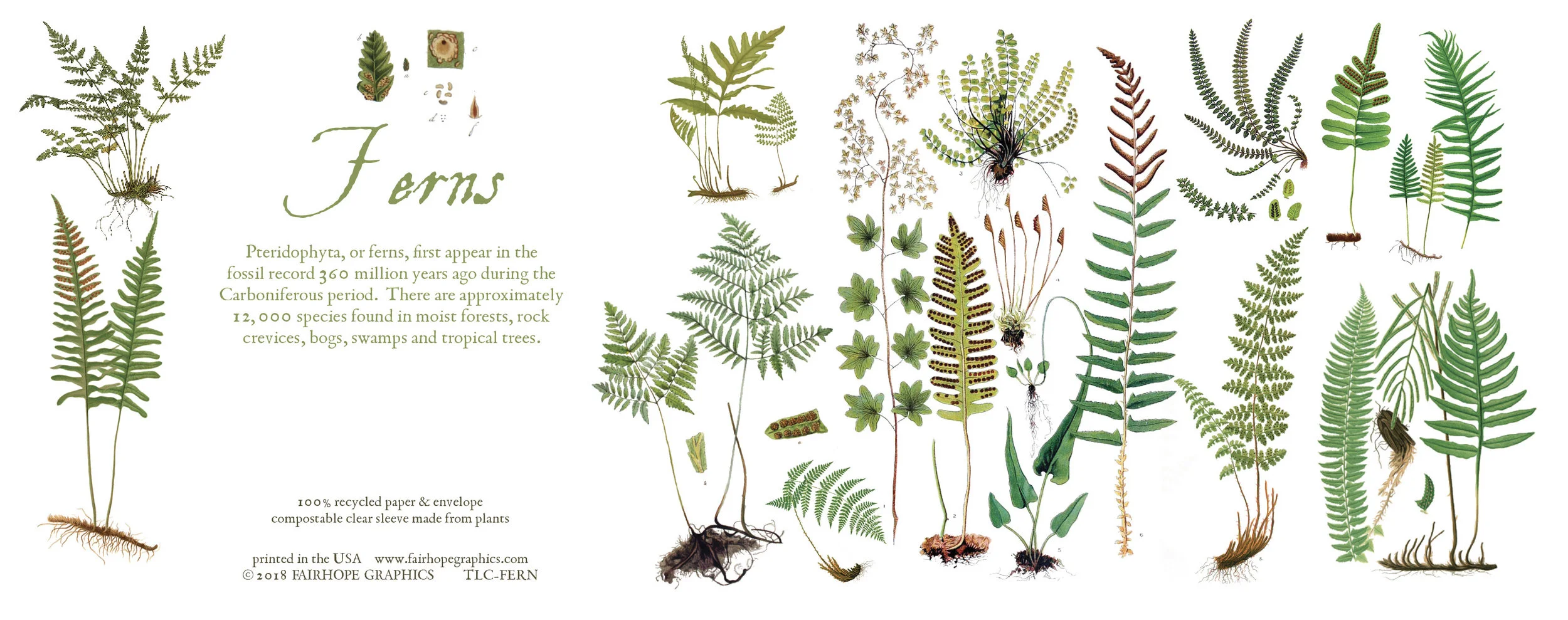 Greeting Cards — Fairhope Graphics - Evolutionary Trees - Phylogenetic ...