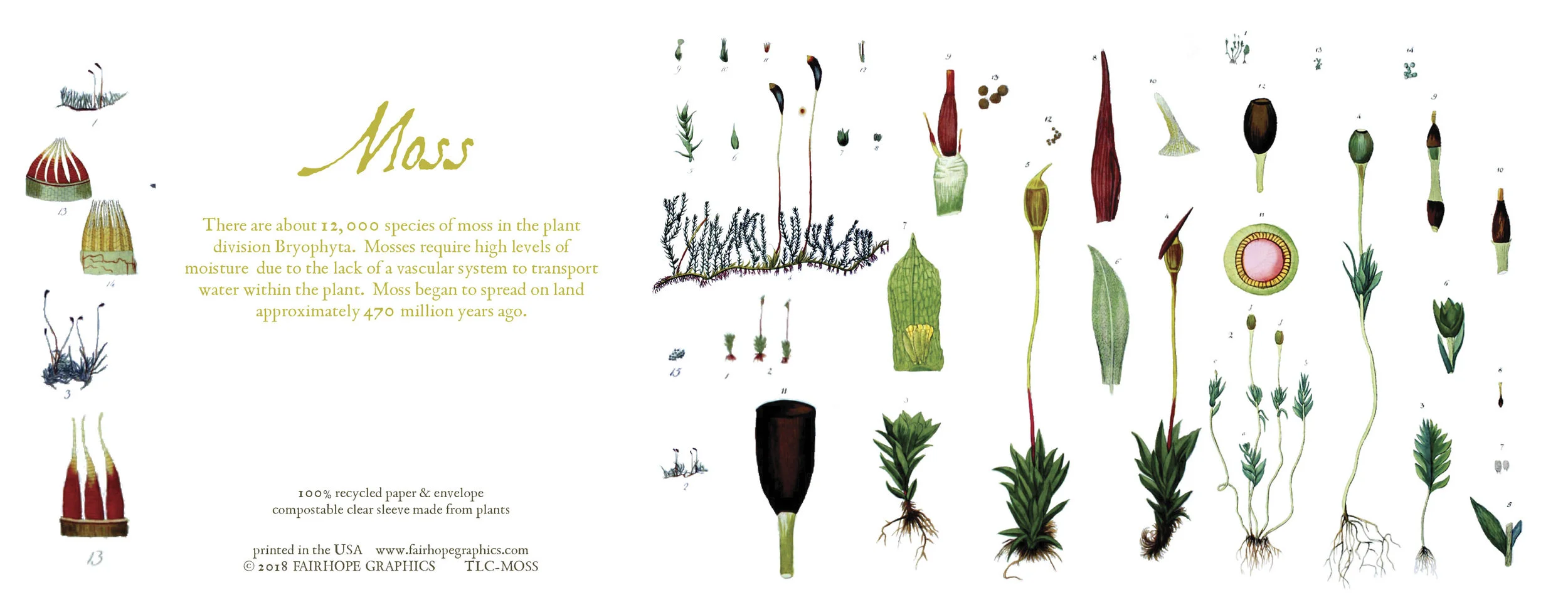Moss Card — Fairhope Graphics - Evolutionary Trees - Phylogenetic Trees ...