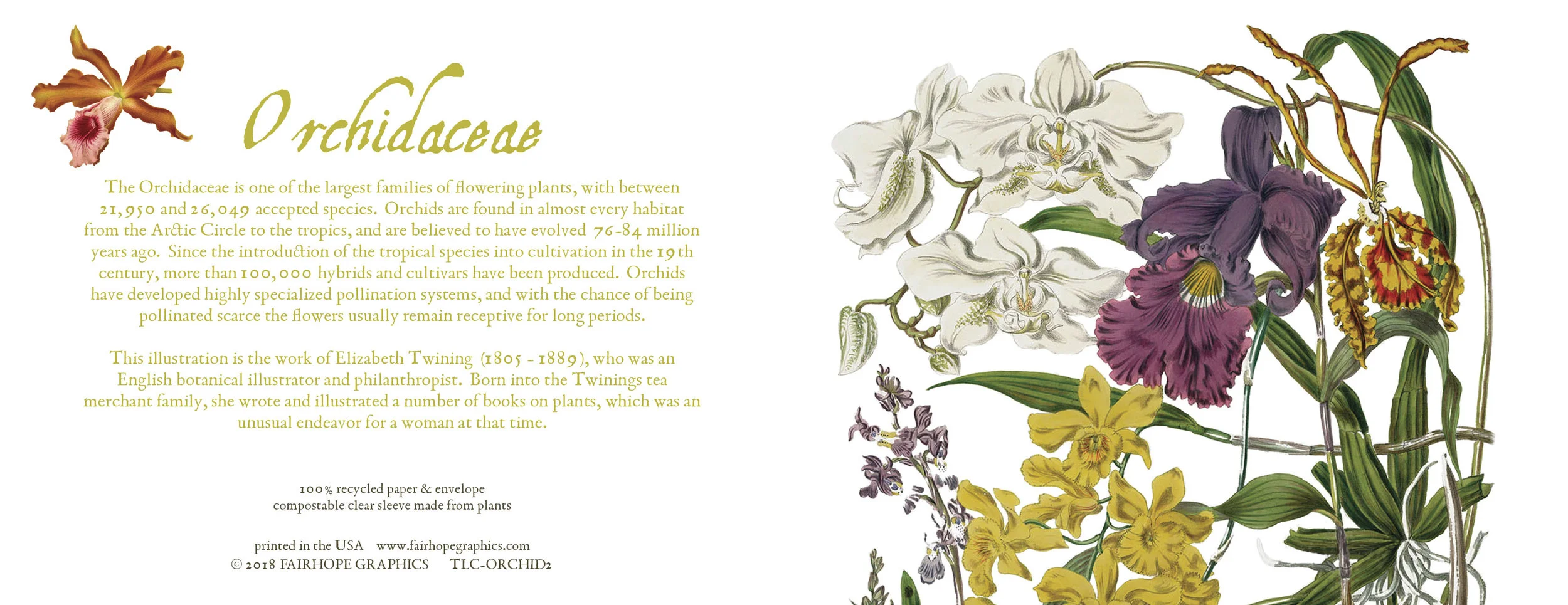 Greeting Cards — Fairhope Graphics - Evolutionary Trees - Phylogenetic ...