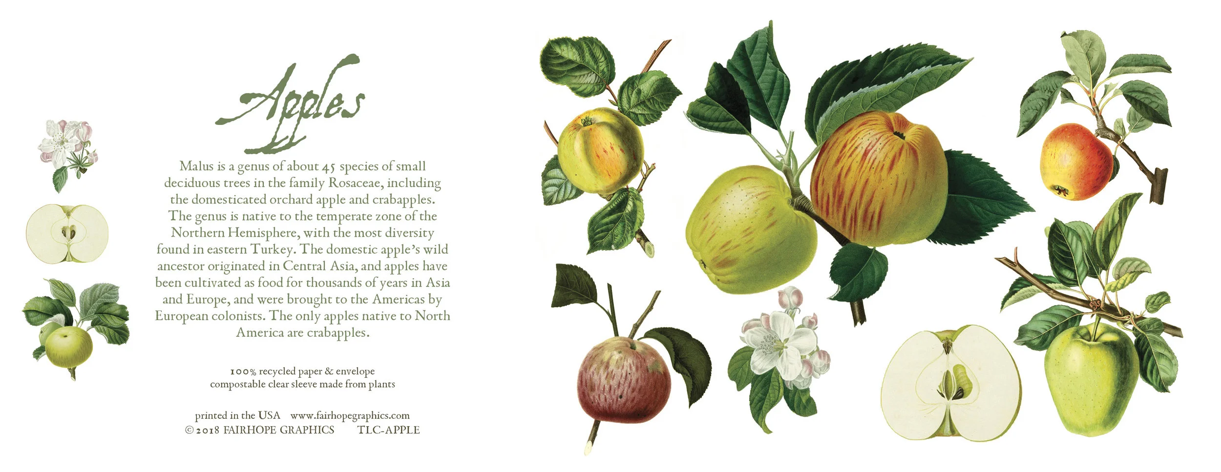 Greeting Cards — Fairhope Graphics - Evolutionary Trees - Phylogenetic ...