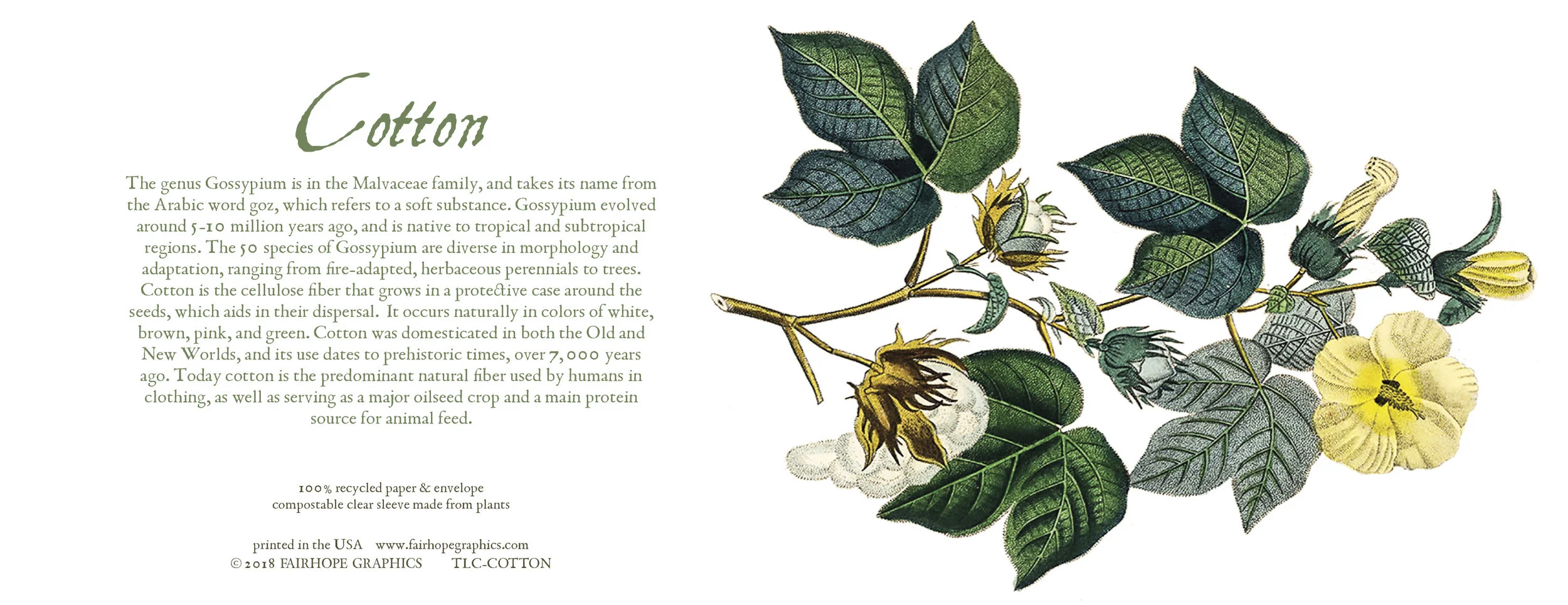 Greeting Cards — Fairhope Graphics - Evolutionary Trees - Phylogenetic ...