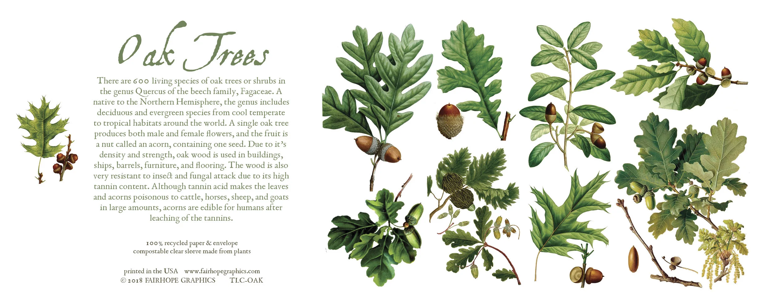 Oak Tree Card — Fairhope Graphics - Evolutionary Trees - Phylogenetic ...