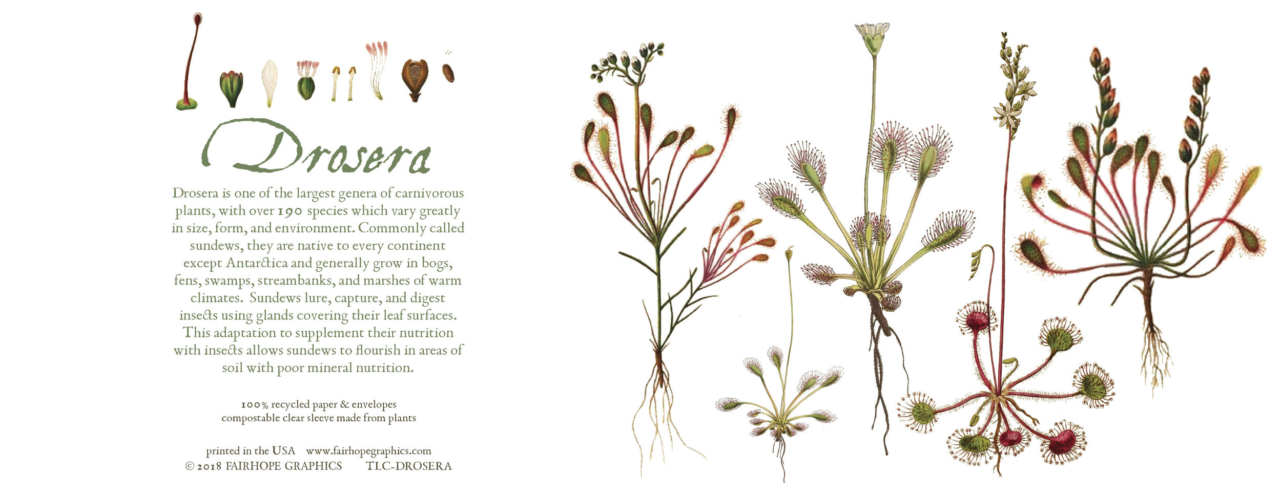 Drosera Card — Fairhope Graphics - Evolutionary Trees - Phylogenetic ...