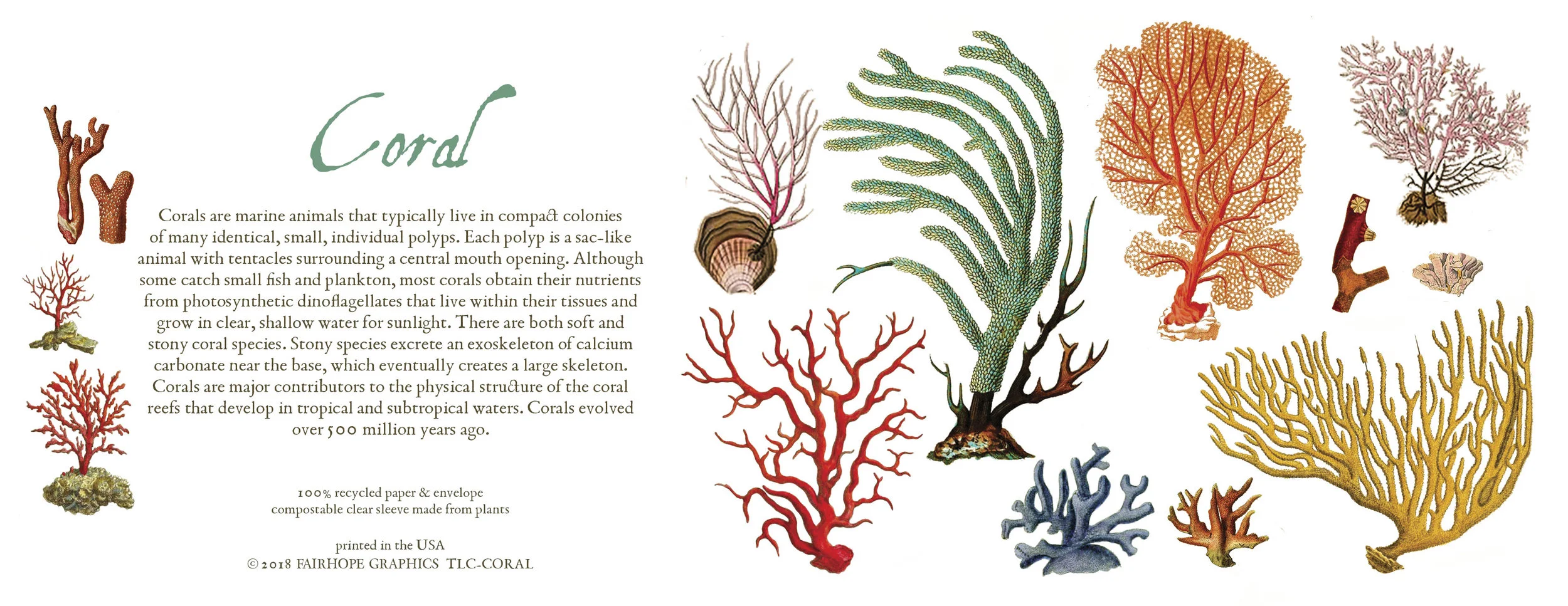 Greeting Cards — Fairhope Graphics - Evolutionary Trees - Phylogenetic ...