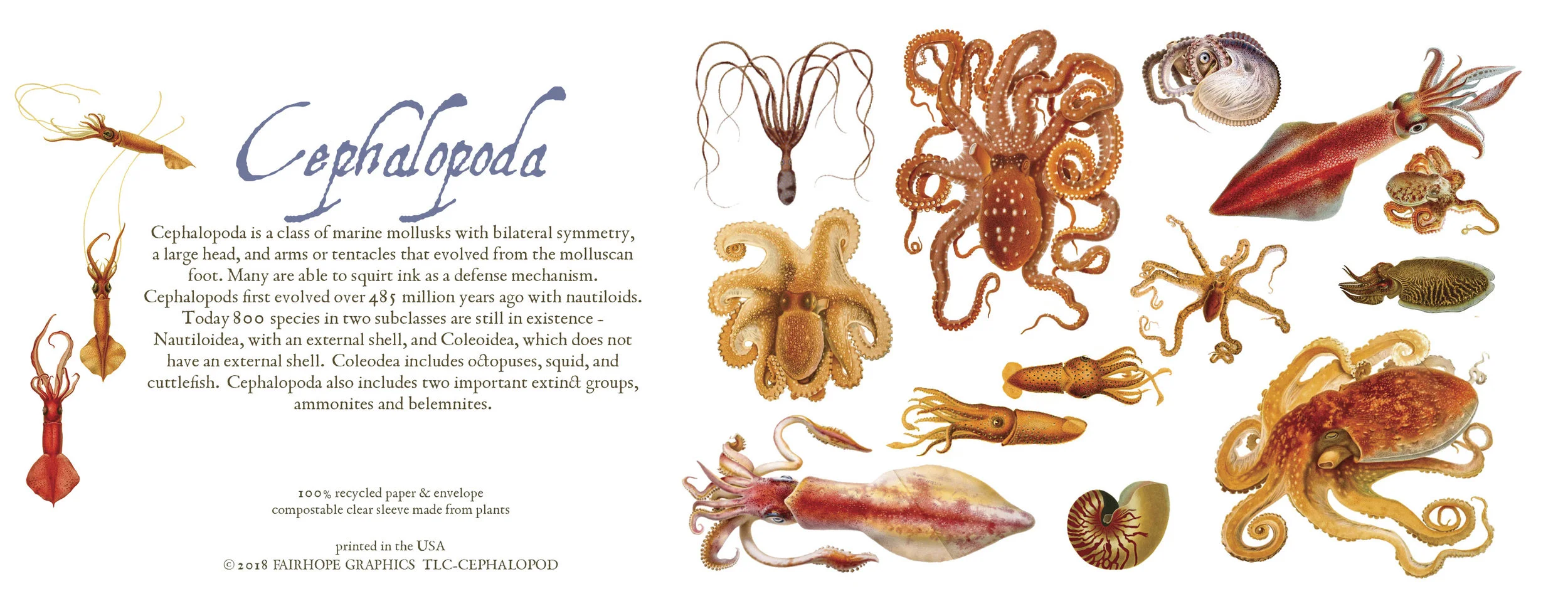 Greeting Cards — Fairhope Graphics - Evolutionary Trees - Phylogenetic ...