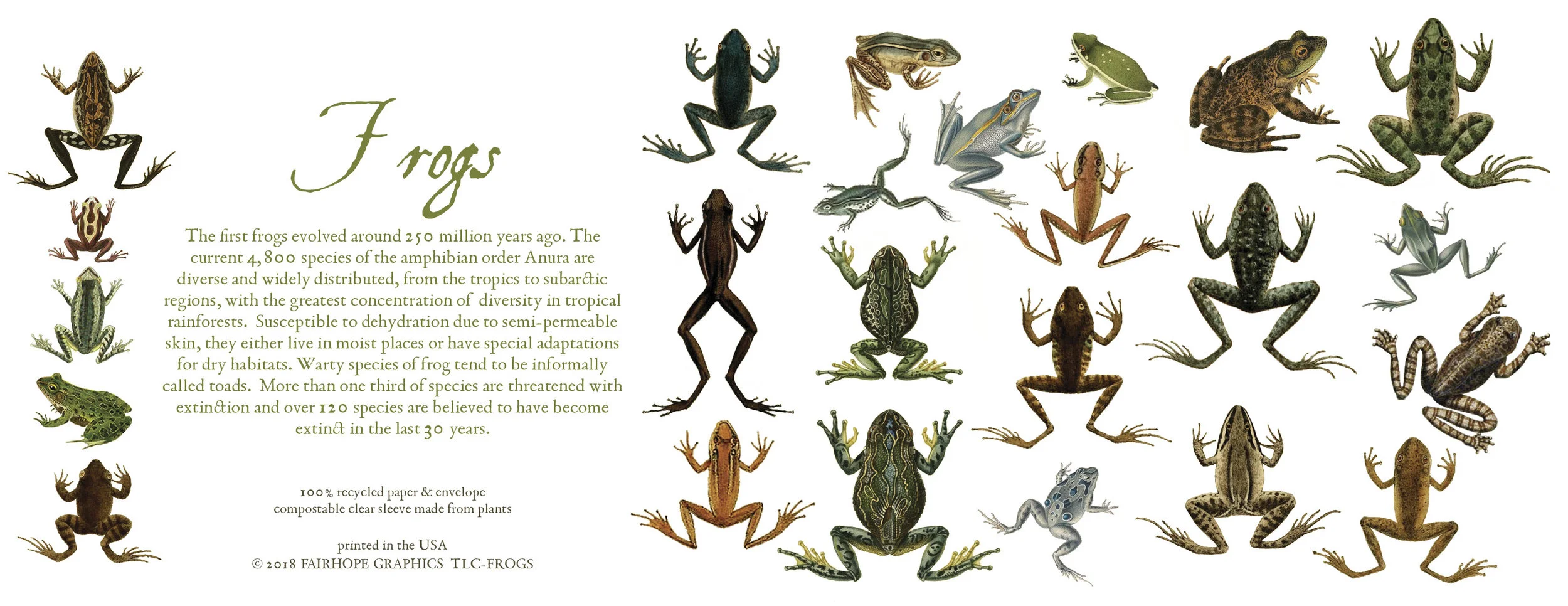 Frogs Card — Fairhope Graphics - Evolutionary Trees - Phylogenetic ...