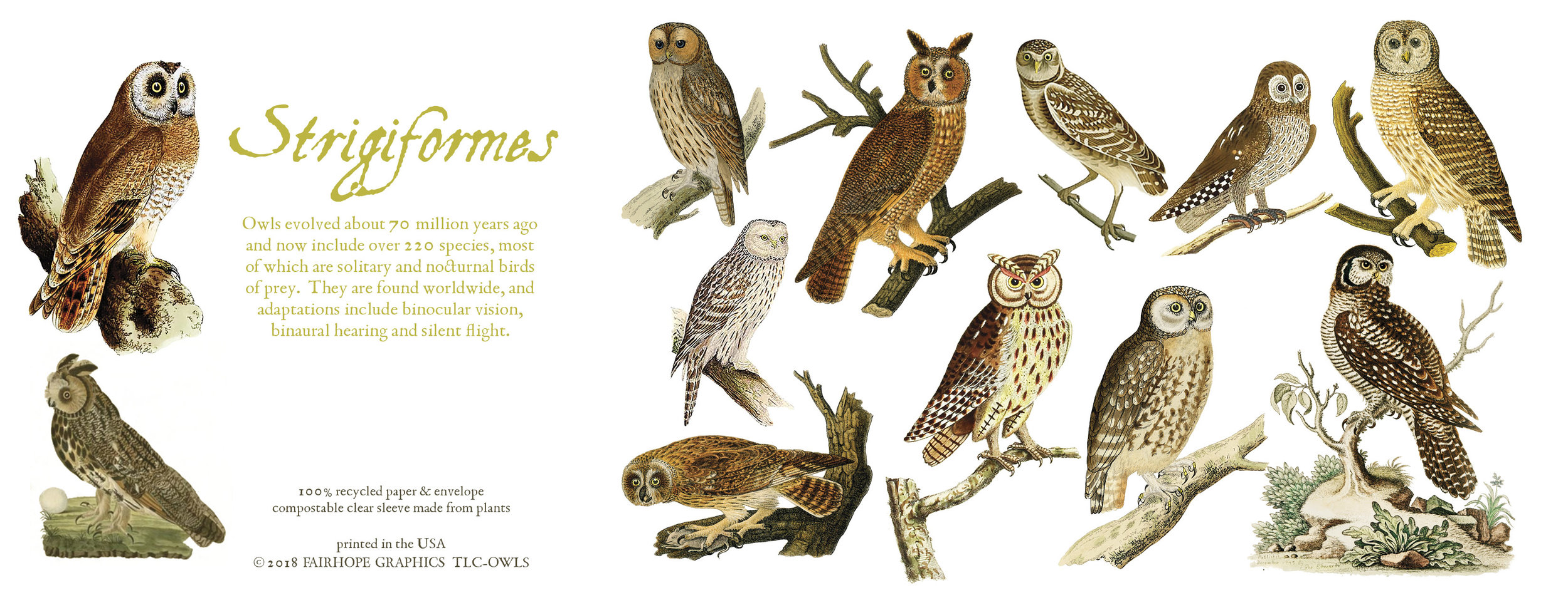 Owls Card — Fairhope Graphics - Evolutionary Trees - Phylogenetic Trees ...