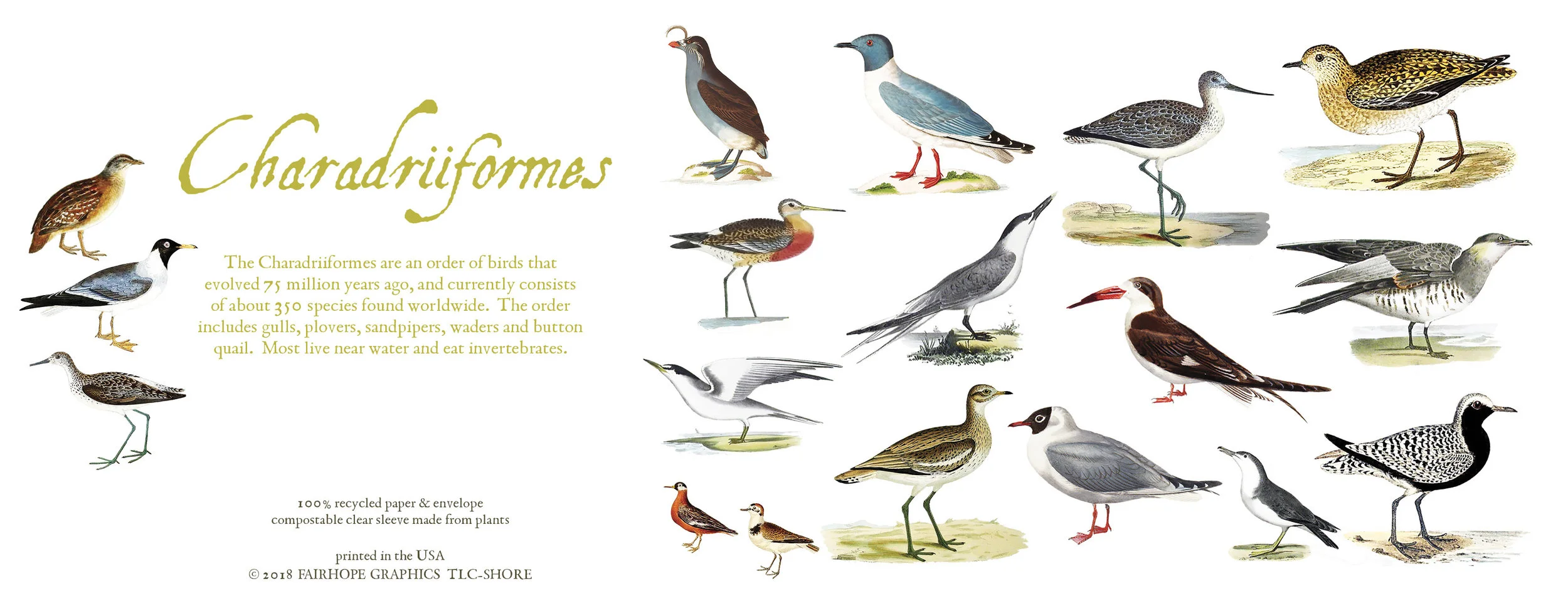 Shore Birds Card — Fairhope Graphics - Evolutionary Trees ...