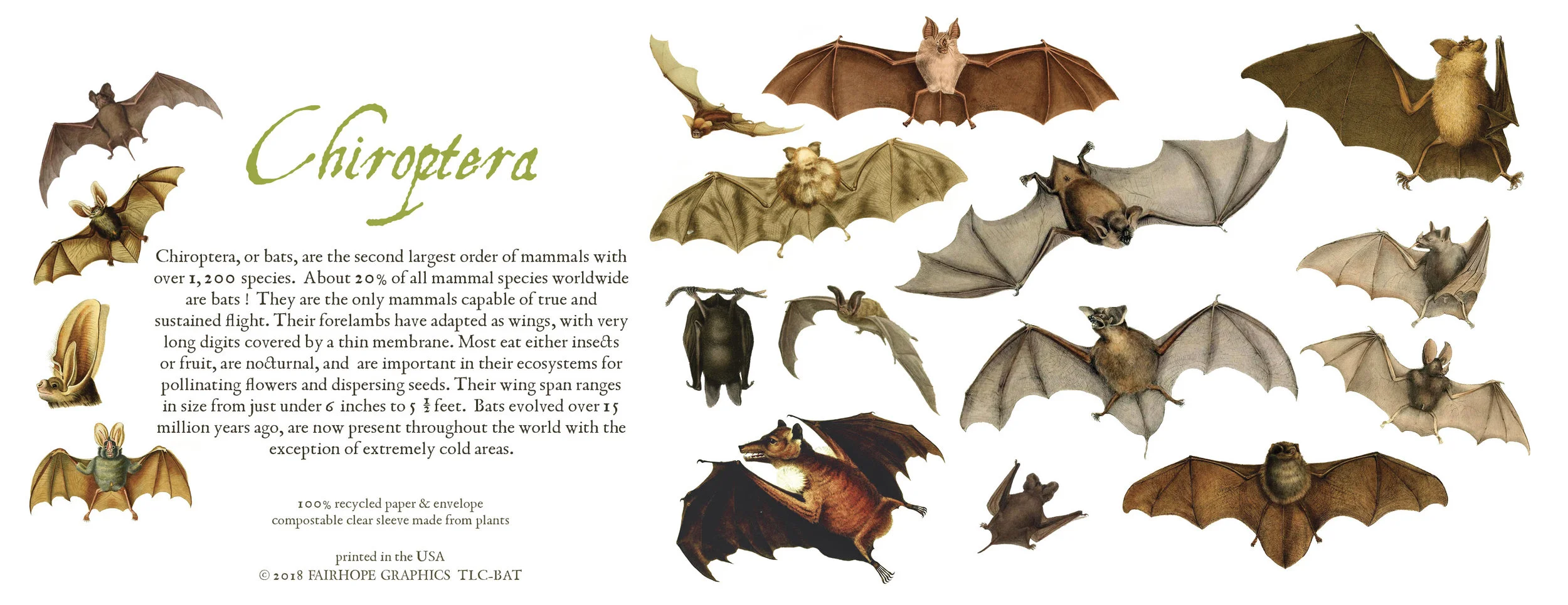 Bats Card — Fairhope Graphics - Evolutionary Trees - Phylogenetic Trees ...