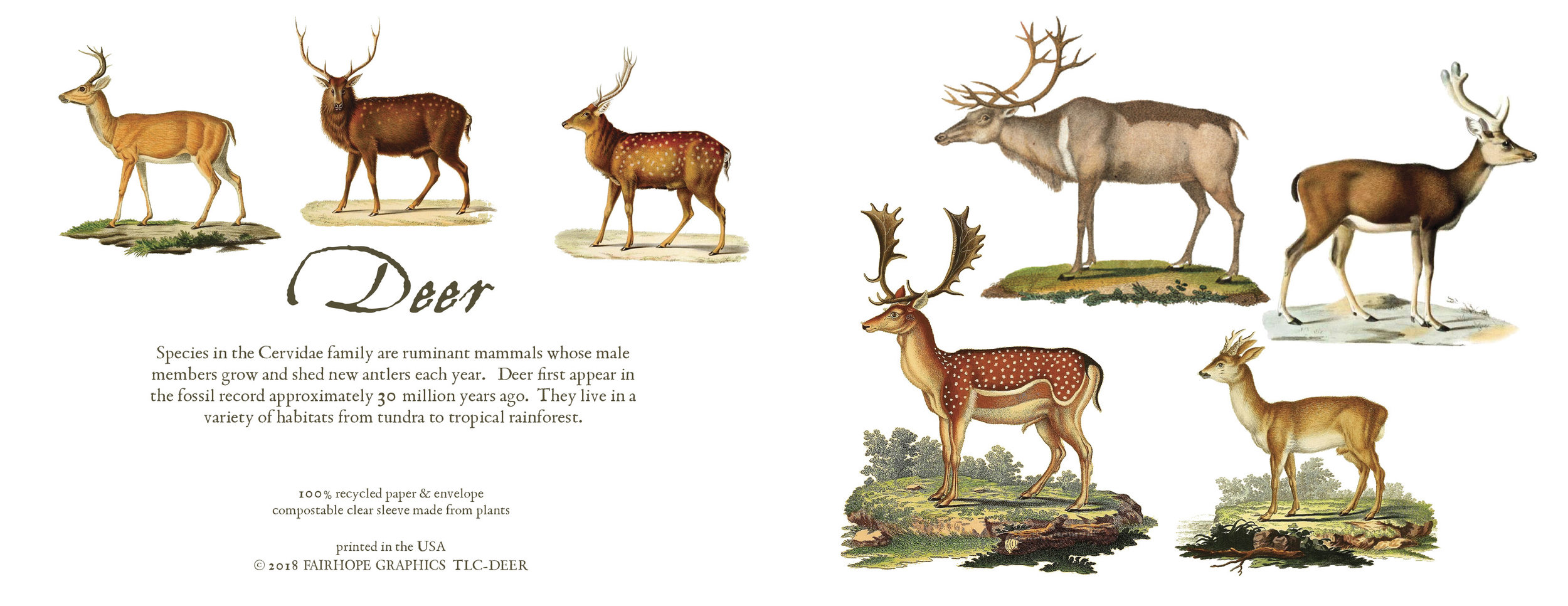 Deer Card — Fairhope Graphics - Evolutionary Trees - Phylogenetic Trees ...