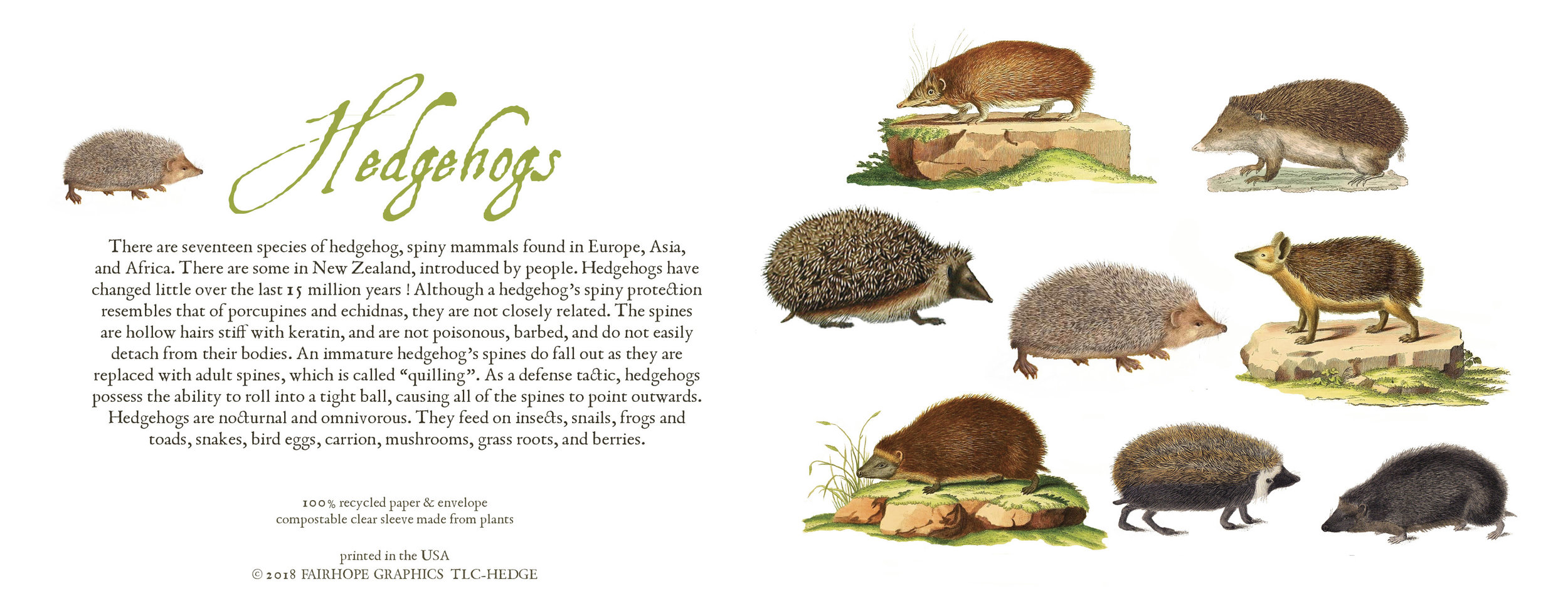 Hedgehogs Card — Fairhope Graphics - Evolutionary Trees - Phylogenetic ...