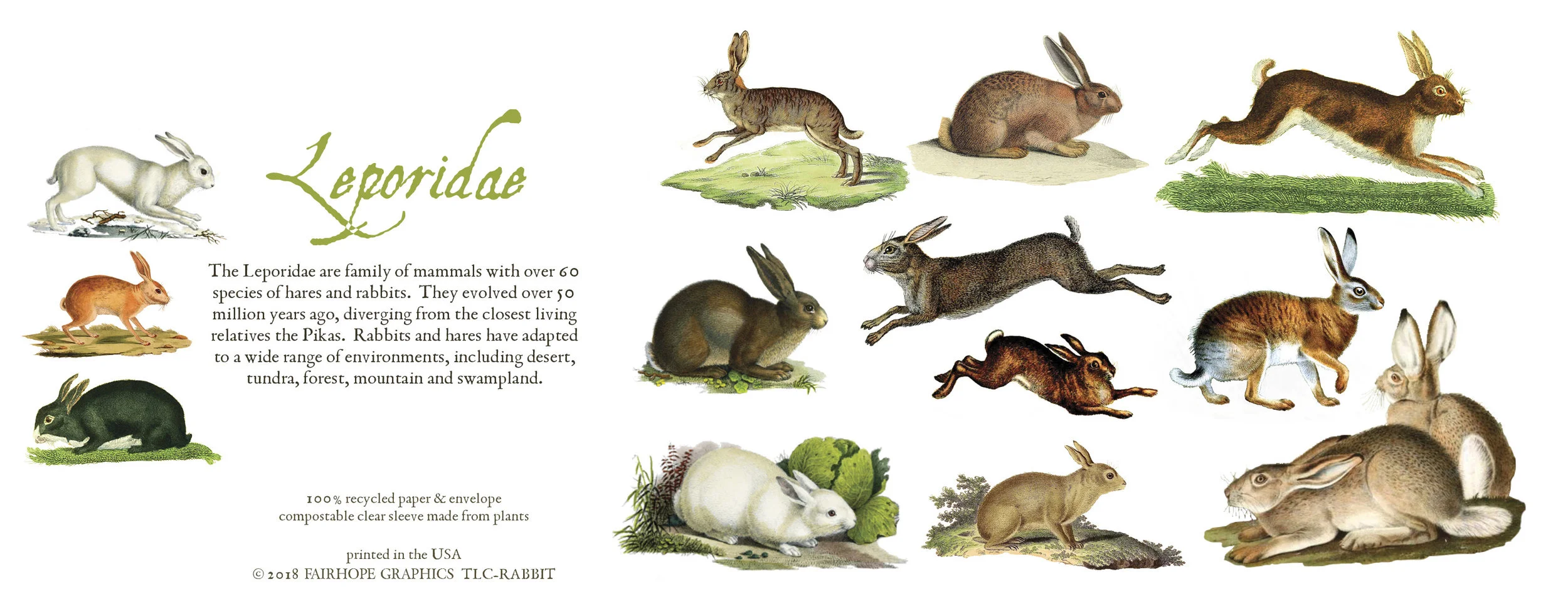 Rabbits Card — Fairhope Graphics - Evolutionary Trees - Phylogenetic ...