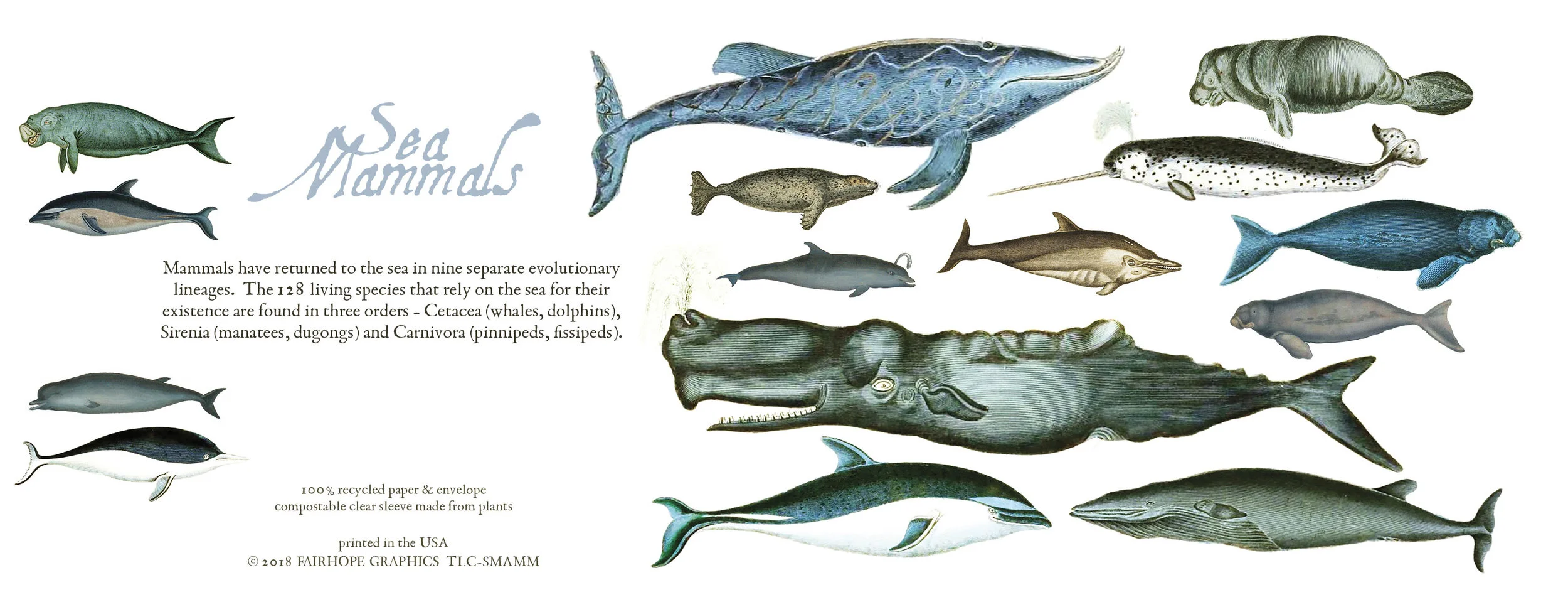 Sea Mammals Card — Fairhope Graphics - Evolutionary Trees ...