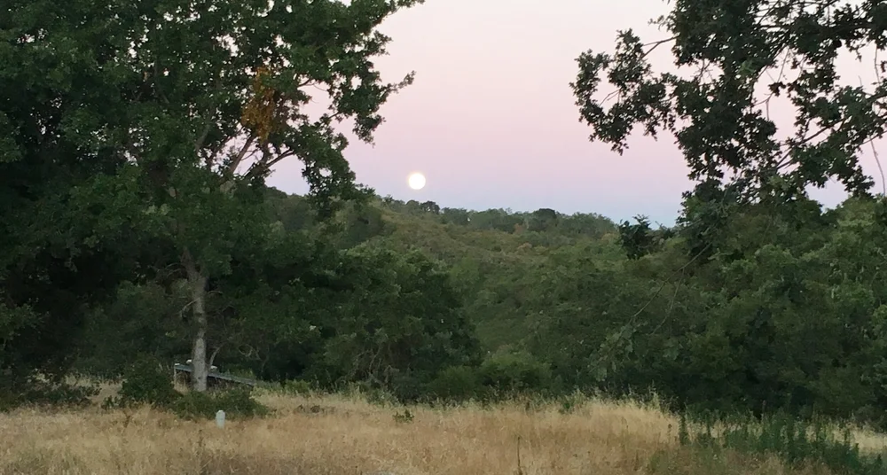Stanford University - Jasper Ridge Biological Preserve — Fairhope ...