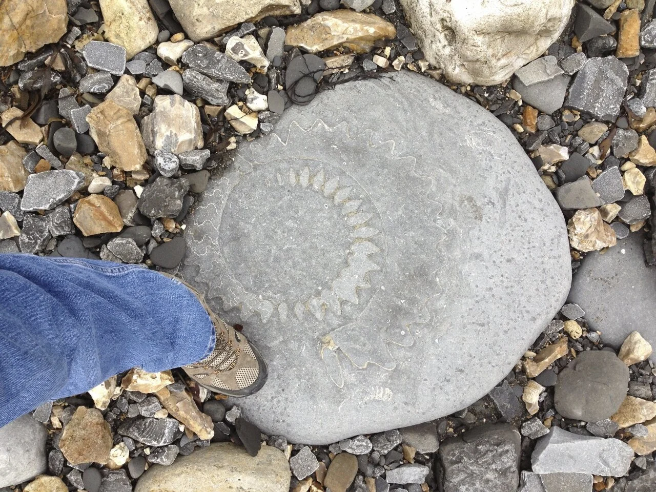 England 2013 — Fairhope Graphics - Evolutionary Trees - Phylogenetic ...