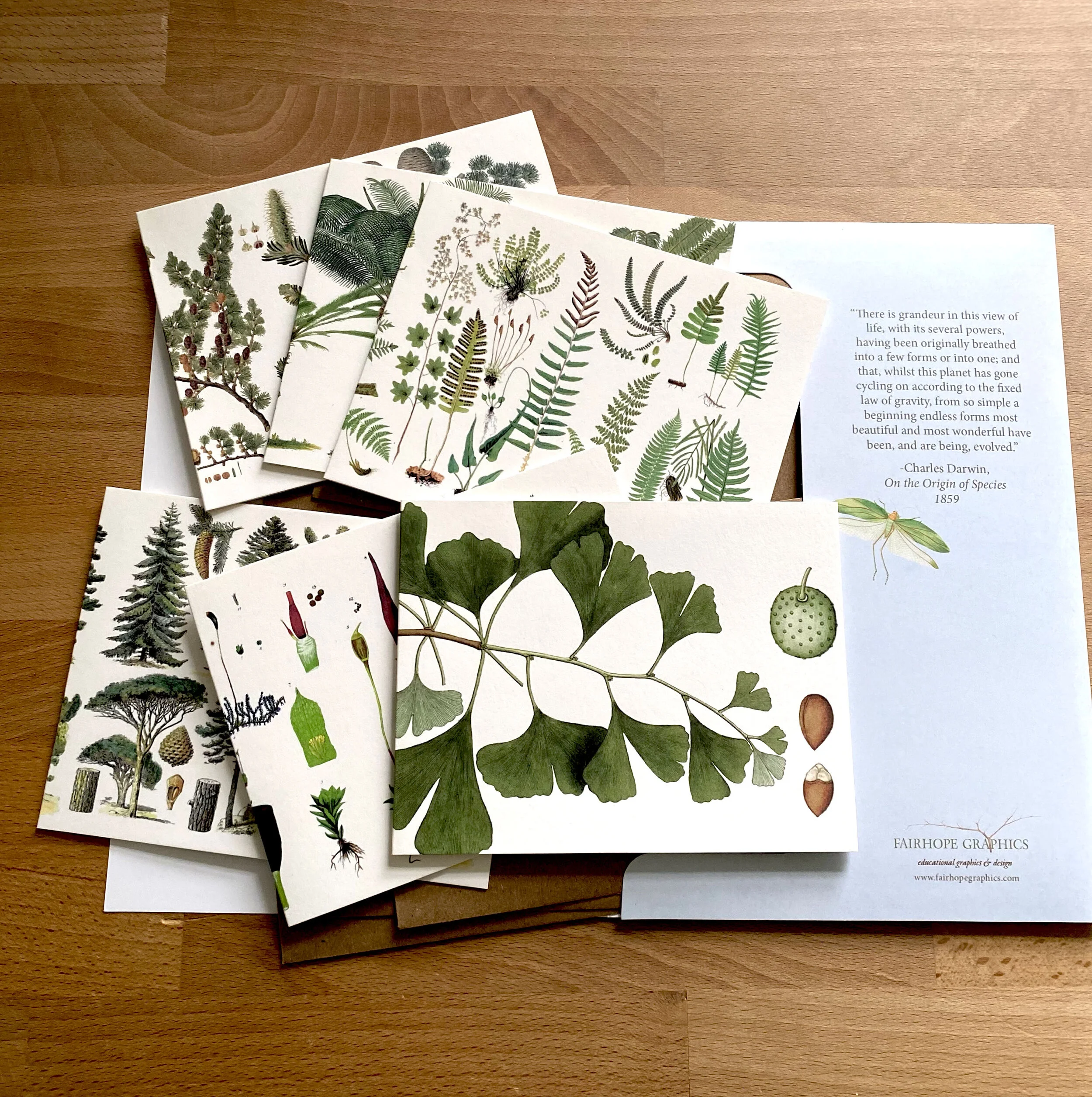 Natural History Card Packs — Fairhope Graphics - Evolutionary Trees ...