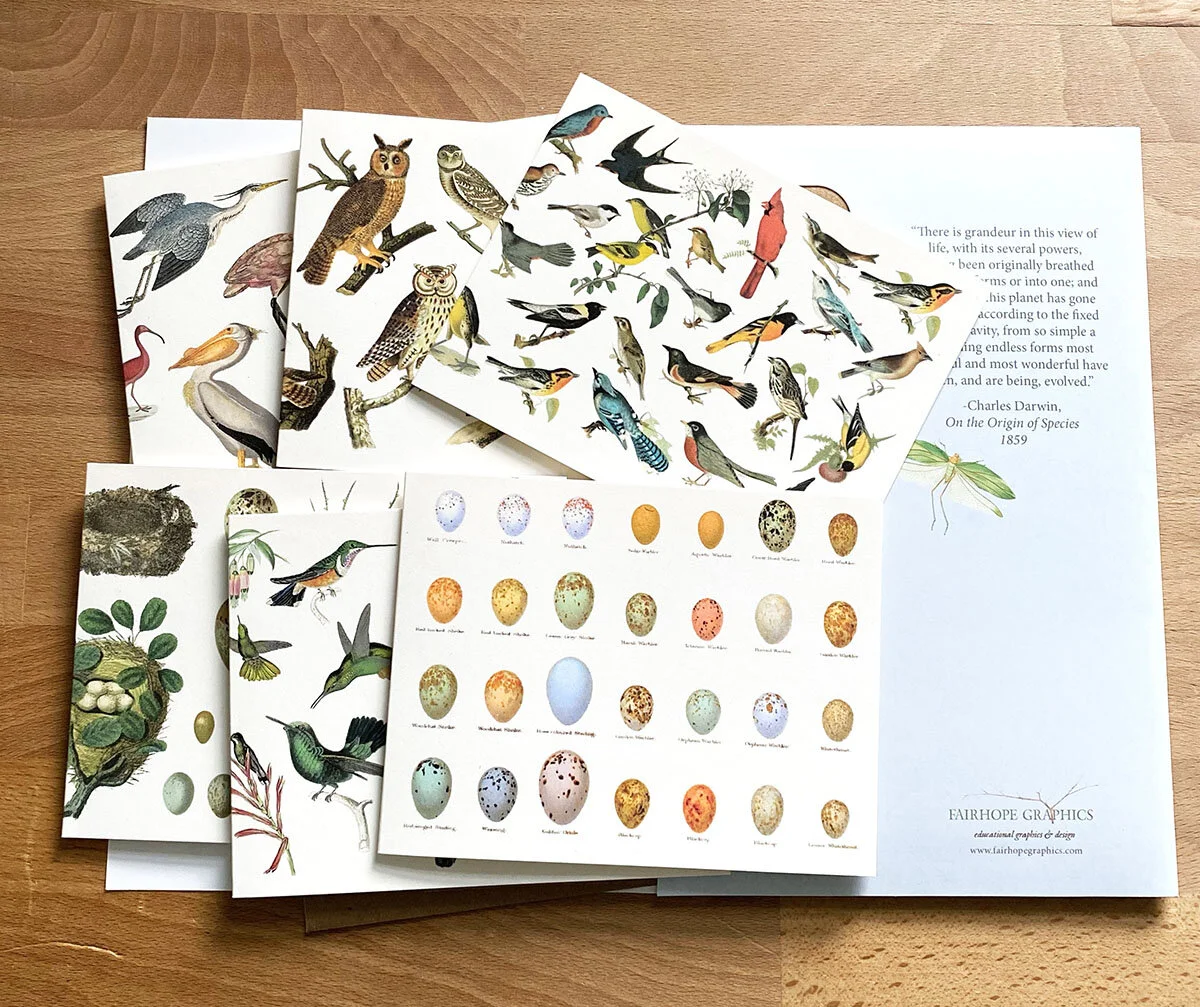 Natural History Card Packs — Fairhope Graphics - Evolutionary Trees ...