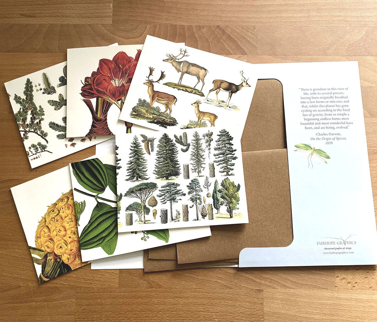 Natural History Card Packs — Fairhope Graphics - Evolutionary Trees ...