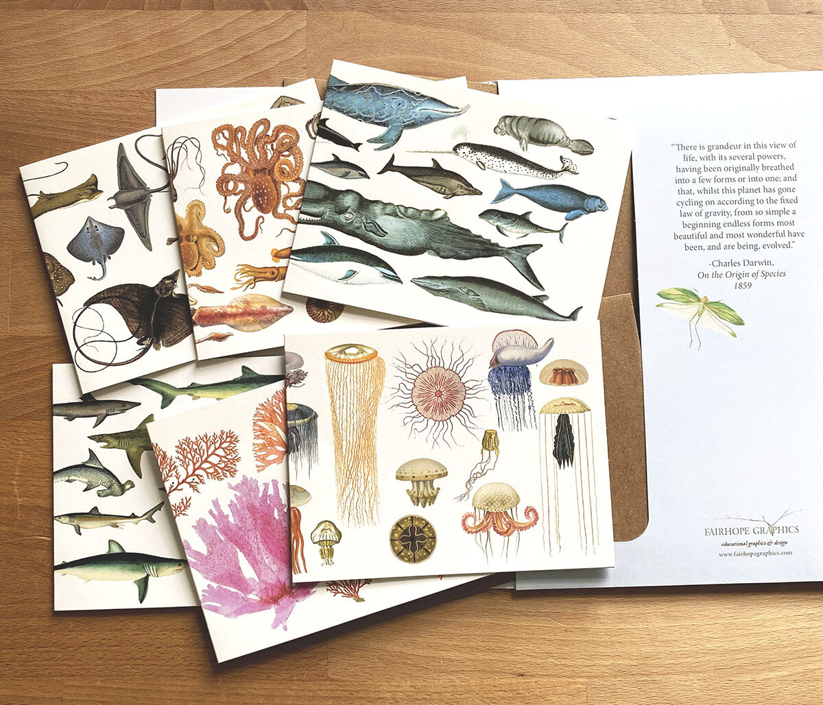 Natural History Card Packs — Fairhope Graphics - Evolutionary Trees ...
