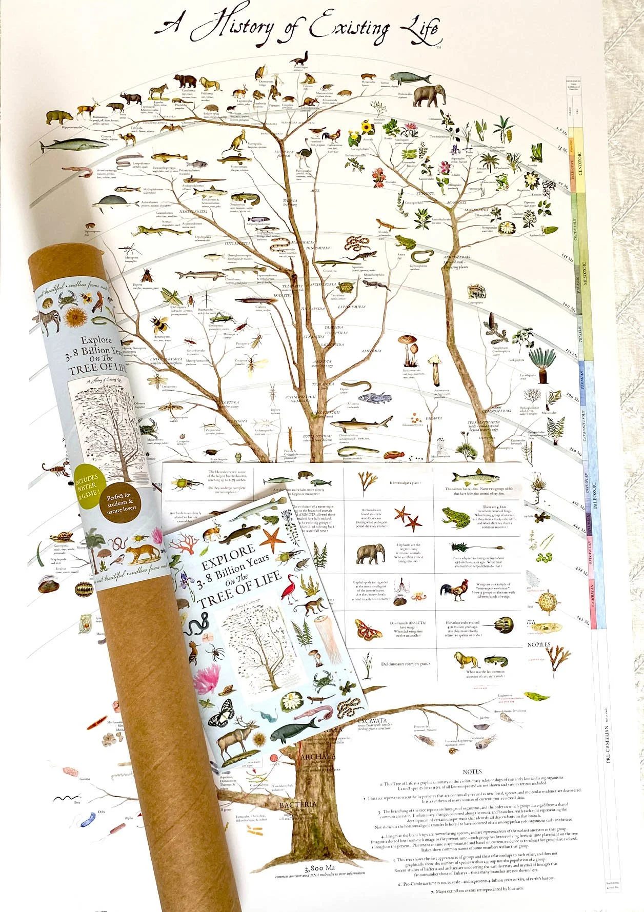 Phylogenetic Tree Of Life High Resolution