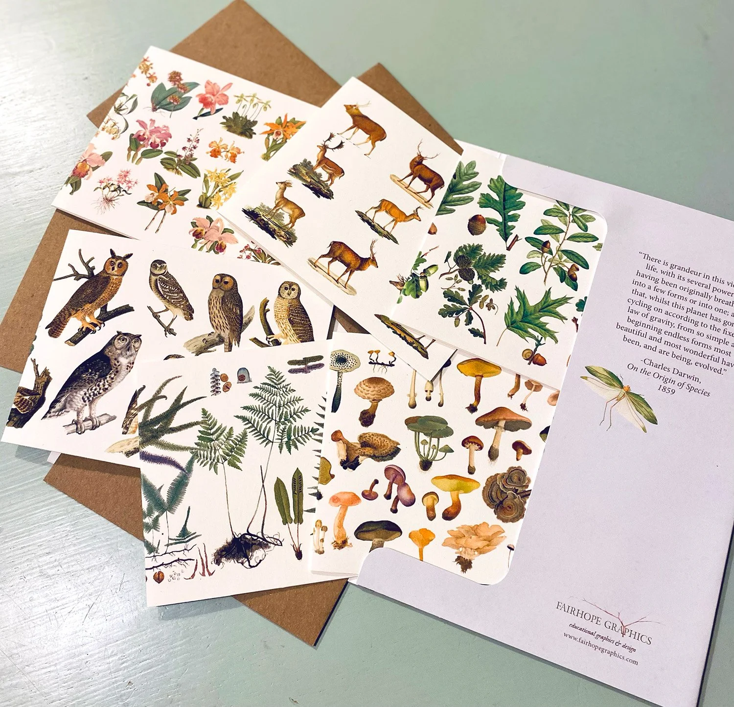 Natural History Card Packs — Fairhope Graphics - Evolutionary Trees ...