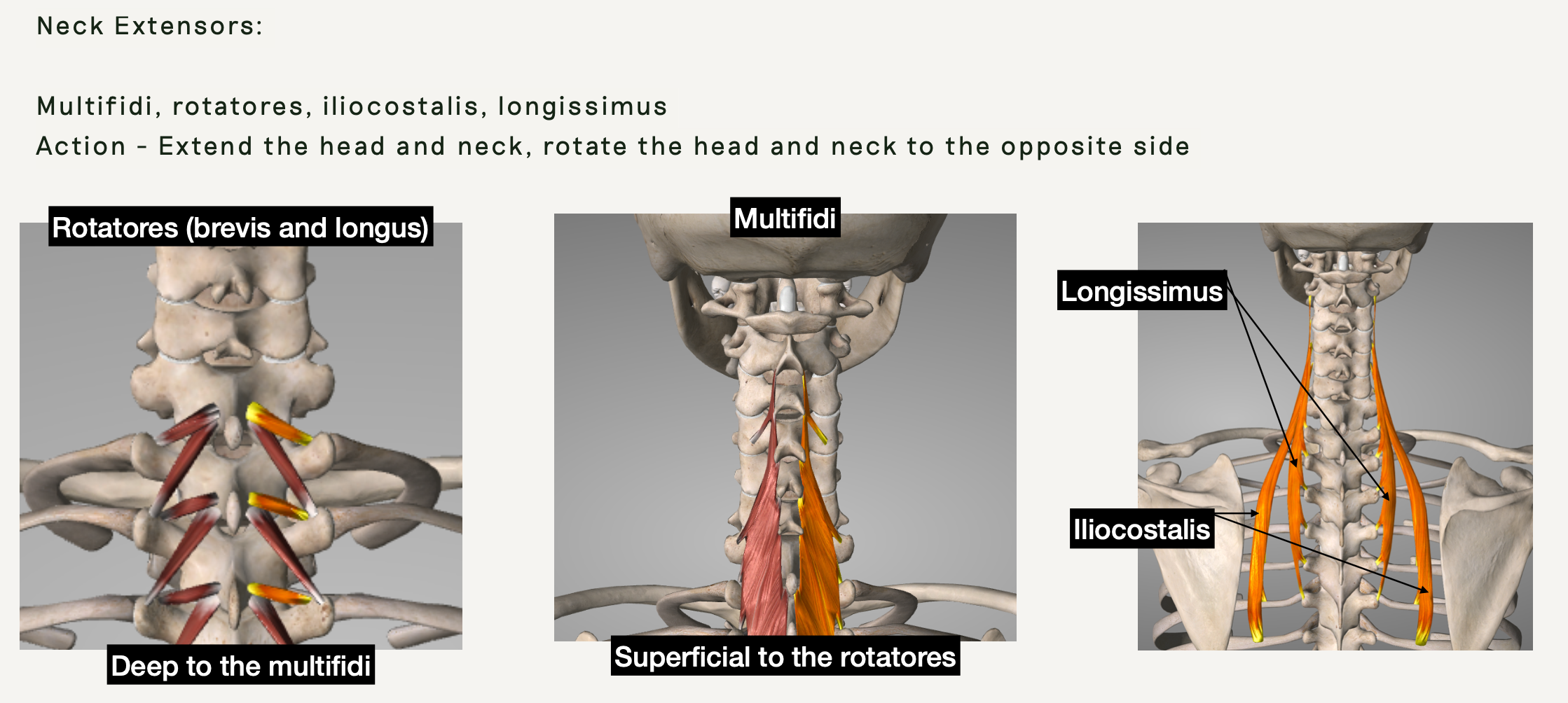 Rotatores Brevis And Longus