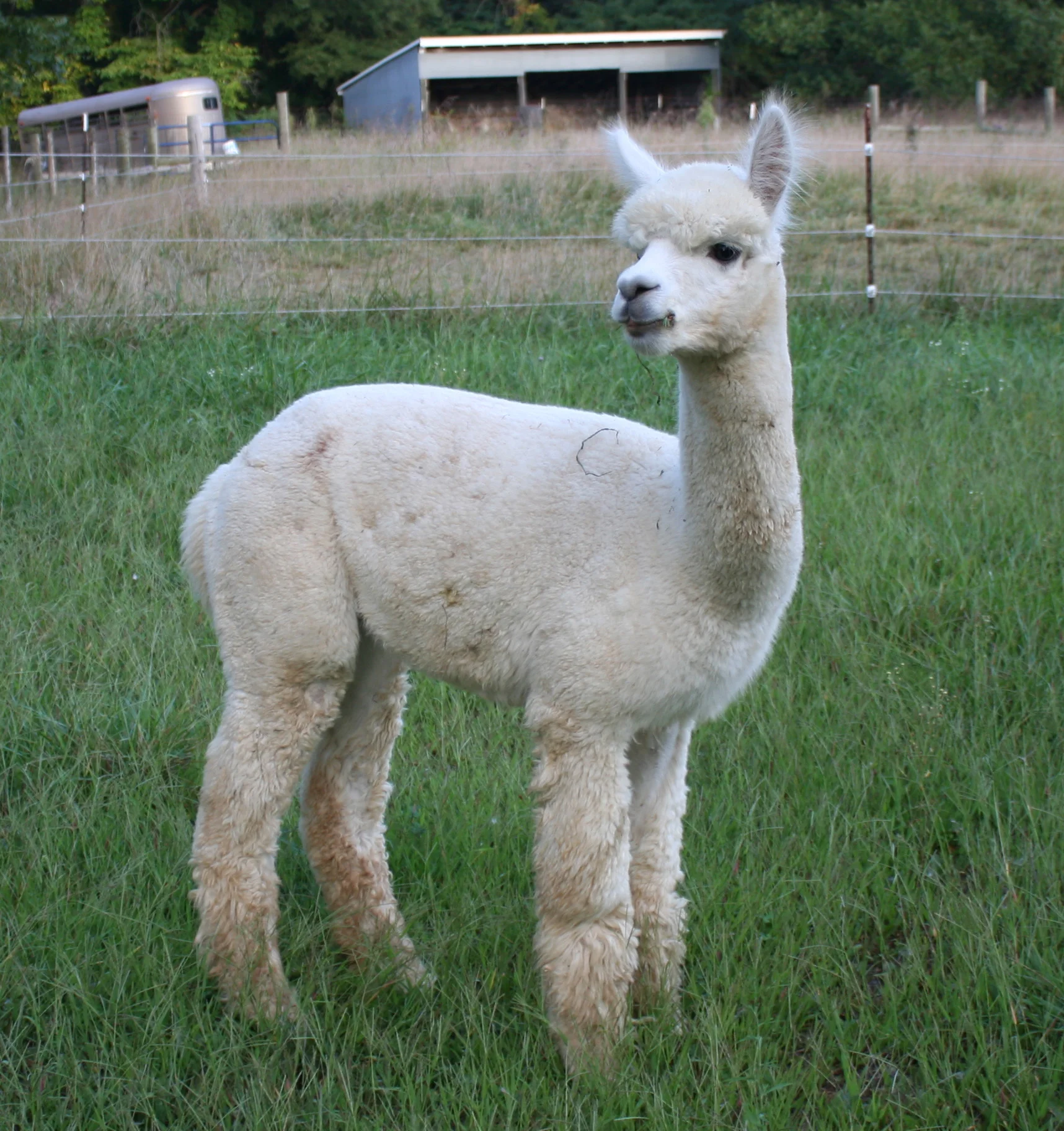 Alpacas — Curly Eye