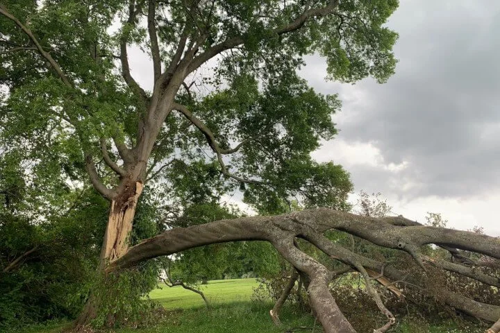 If a Tree Falls in Your Yard, What Should You Do? — Nashville Tree ...