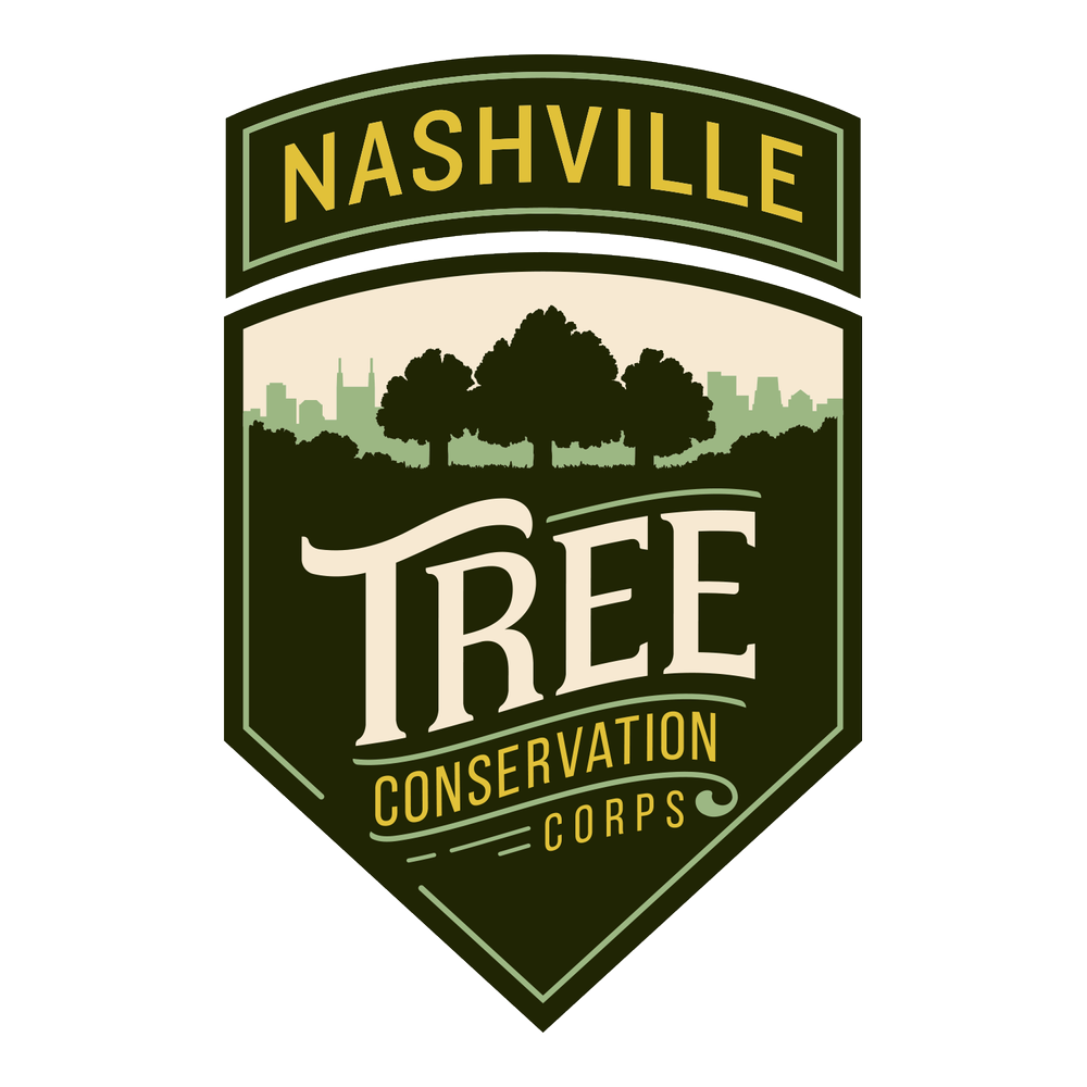 Tree of the Month: London Plane Tree — Nashville Tree Conservation Corps