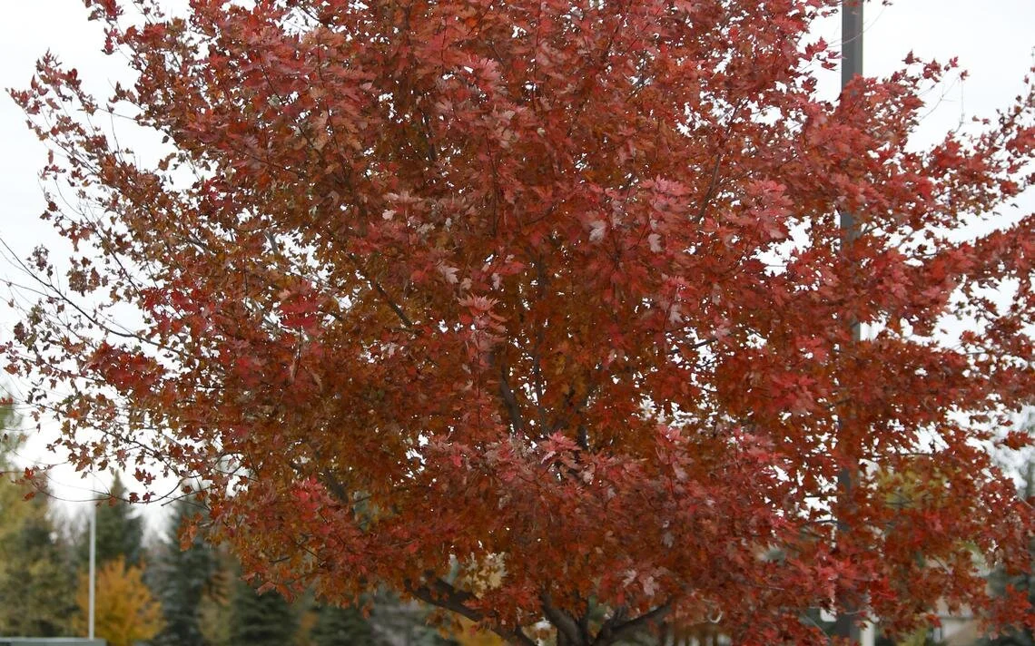 Tree Sale — Nashville Tree Conservation Corps