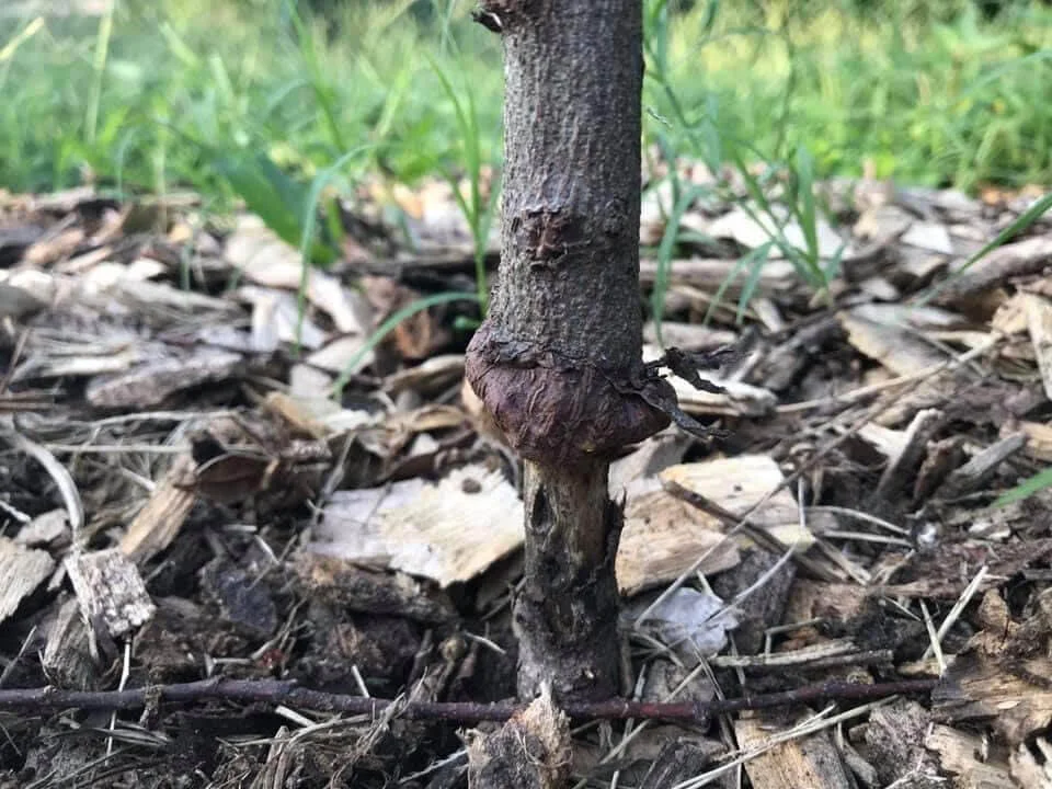How Weed Trimmers Kill Trees — Nashville Tree Conservation Corps