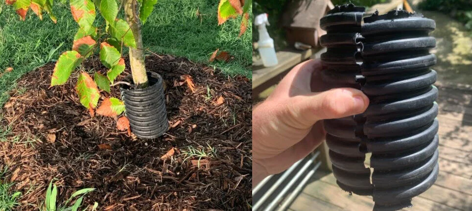 How Weed Trimmers Kill Trees — Nashville Tree Conservation Corps