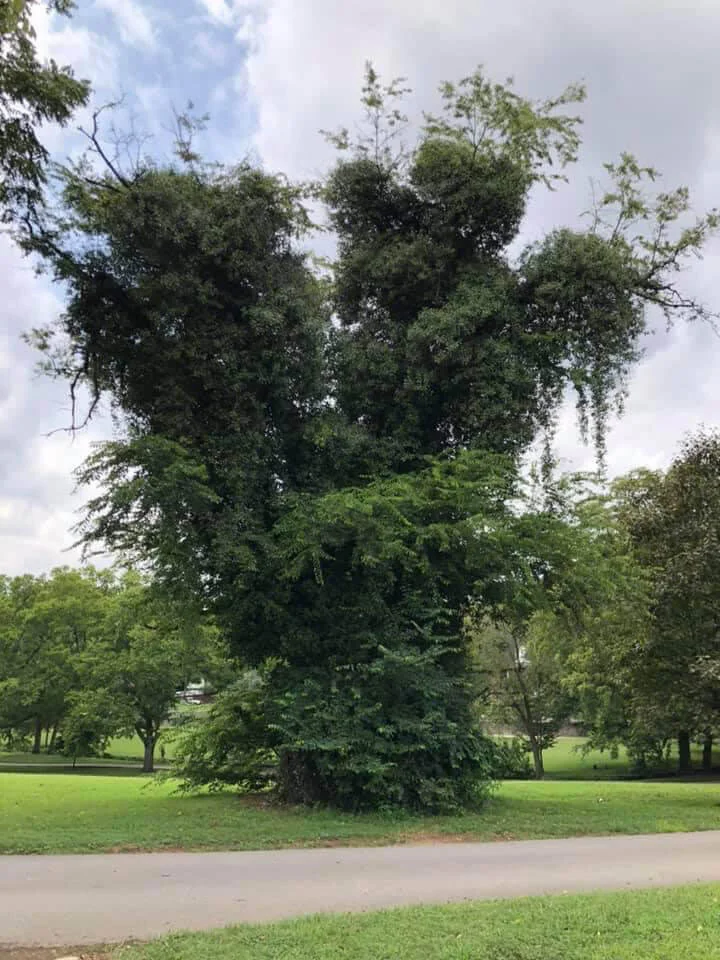 Why You Need to Remove Vines from Trees — Nashville Tree Conservation Corps