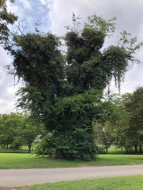 Why You Need to Remove Vines from Trees — Nashville Tree Conservation Corps