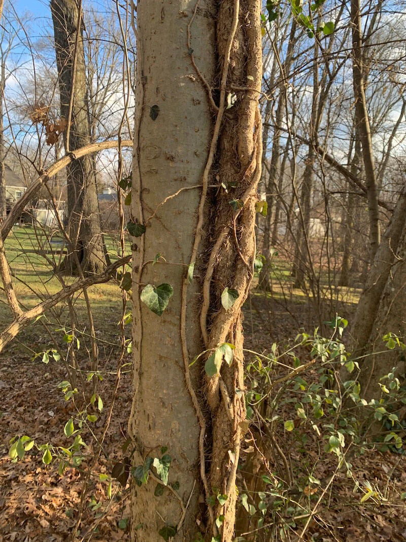 Why You Need to Remove Vines from Trees — Nashville Tree Conservation Corps
