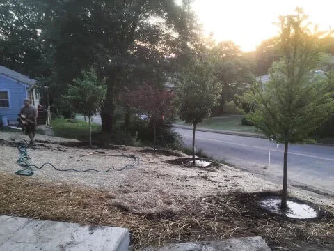How to Not Overwater a Tree — Nashville Tree Conservation Corps