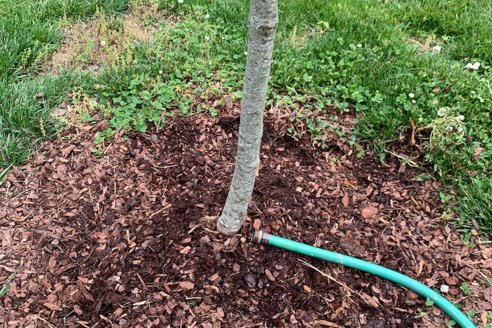 How to Not Overwater a Tree — Nashville Tree Conservation Corps