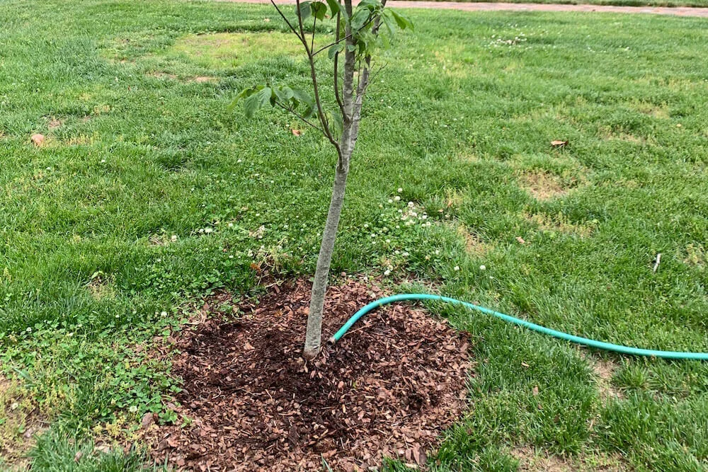 How to Not Overwater a Tree — Nashville Tree Conservation Corps