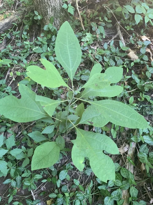 The Laurel Wilt Spreads to Nashville — Nashville Tree Conservation Corps