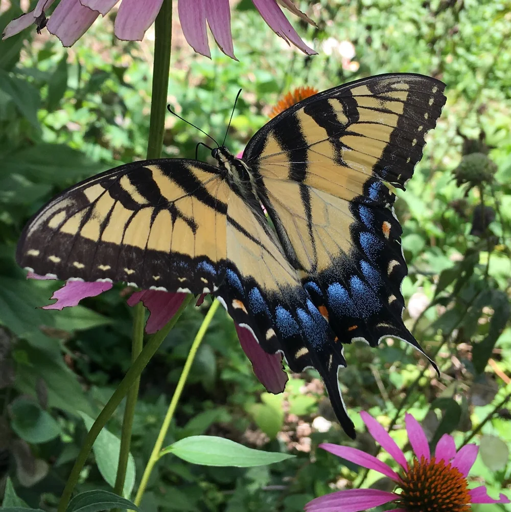 Native Trees for Butterflies — Nashville Tree Conservation Corps