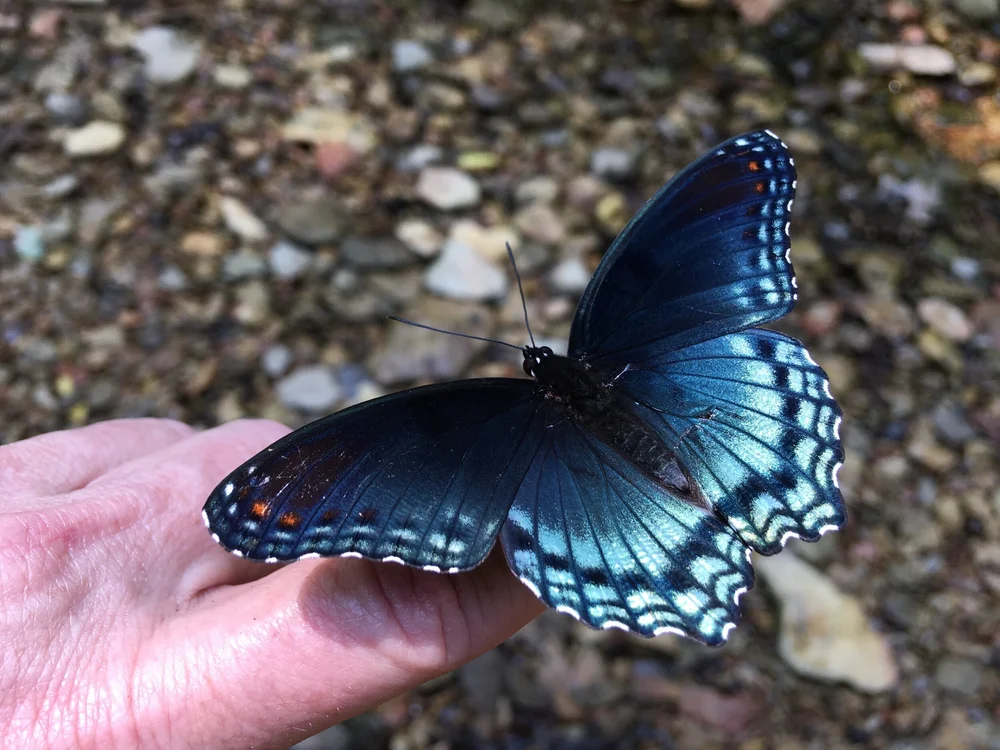 Native Trees for Butterflies — Nashville Tree Conservation Corps